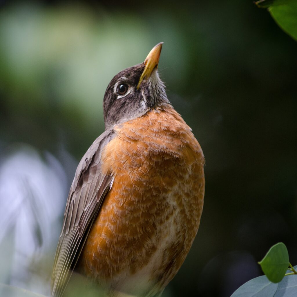 Song Of The Robin – Haven for animals